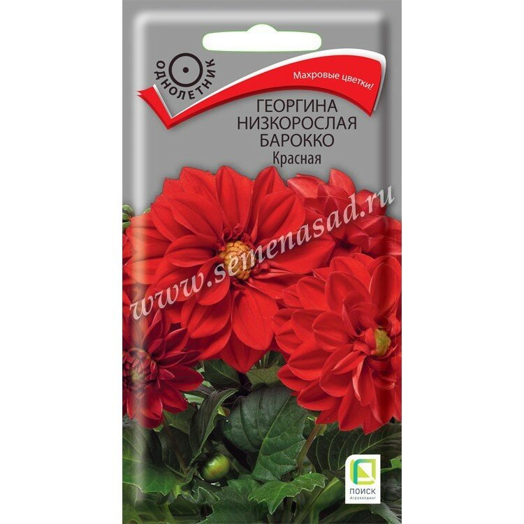 Георгина низкорослая Барокко красная 0,1г (Поиск)