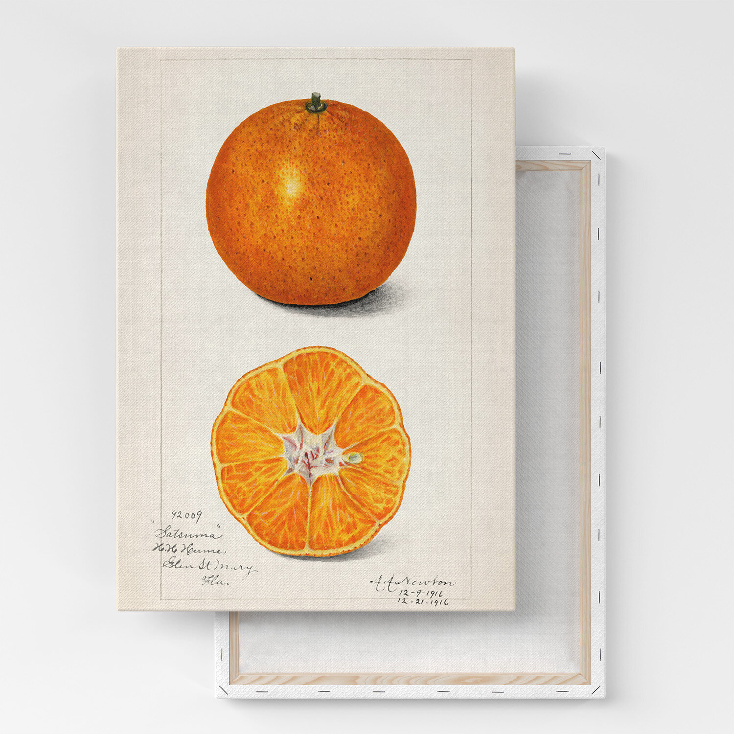 Картина на холсте, репродукция / Гравюры фруктов - мандарин / Размер 30 x 40 см