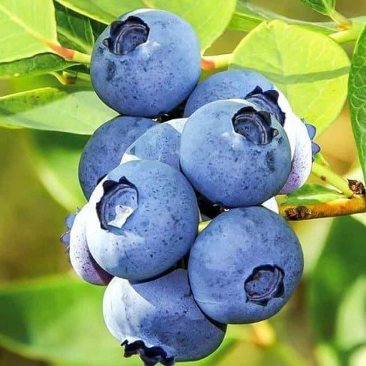 Черника Блю Стар / 1 шт, морозостойкий, высокоурожайный сорт