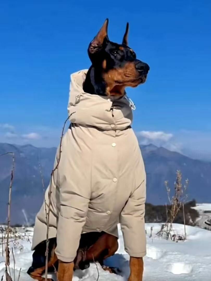 Одежда для животных — фото 1