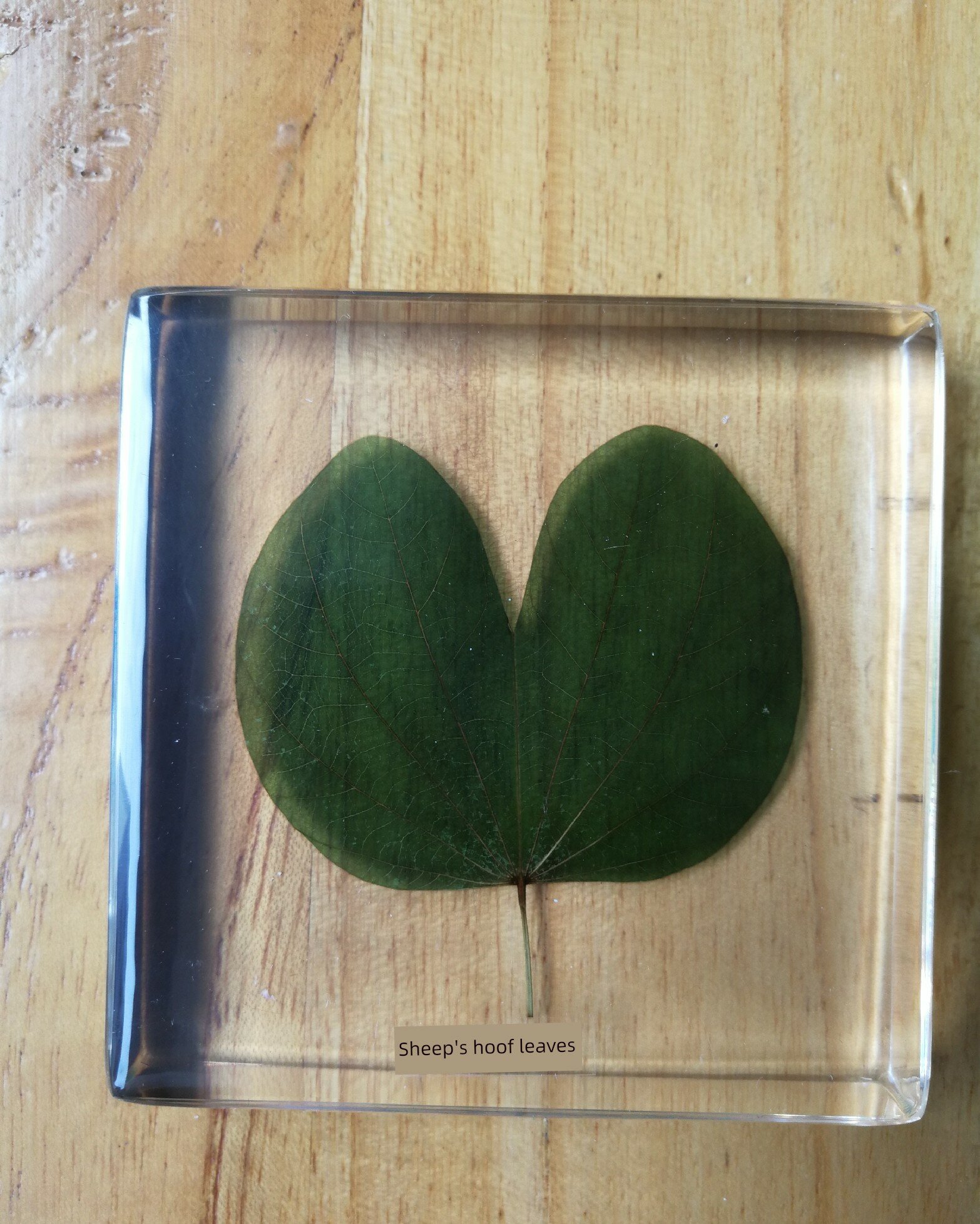 Натуральный экземпляр листа Bauhinia variegata для учебного использования, подарка и демонстрации