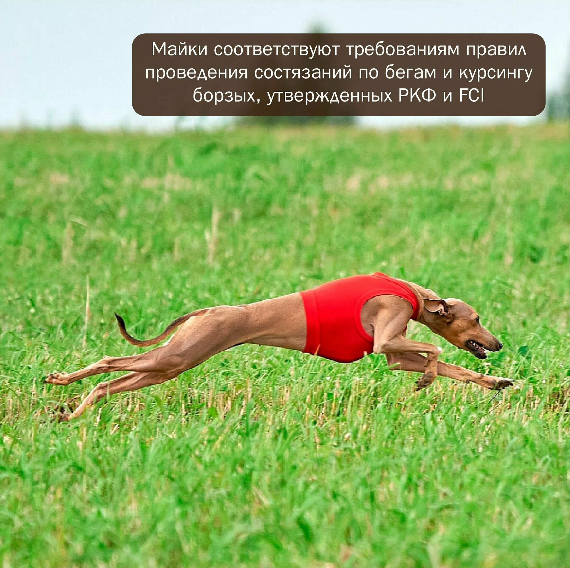 Одежда для животных — фото 1