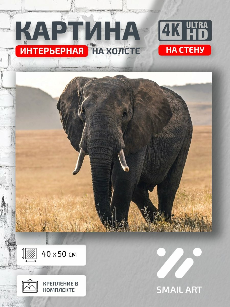 Картина на холсте интерьерная 40 на 50 на стену Бивни Animal для спальни animal style декор