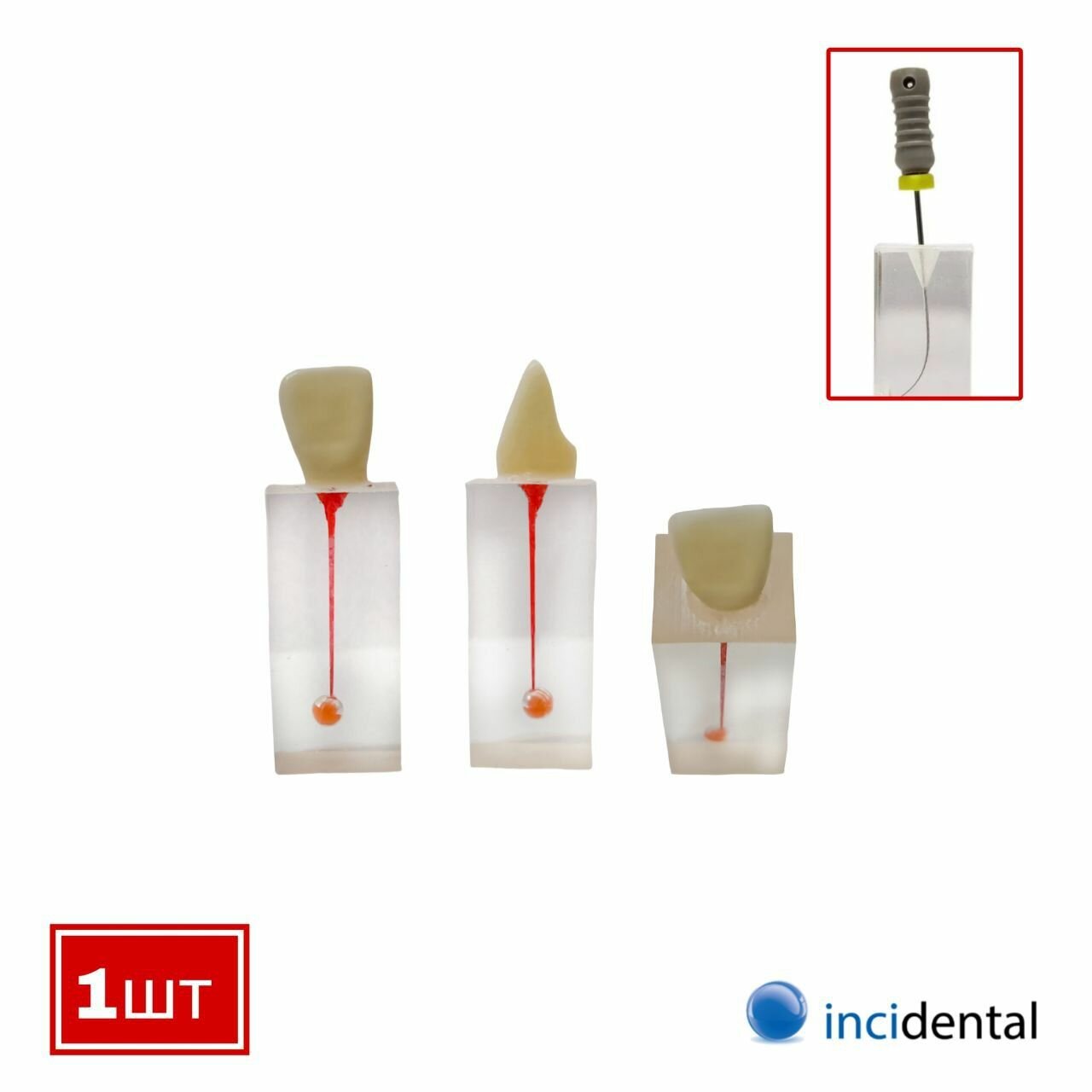 Эндоблок Incidental Дентальный канал с коронковой частью, ( 1 шт резец, один канал окрашен, в области апекса ) N5/11 Прозрачные блоки для обучения и закрепления эндодонтических навыков .