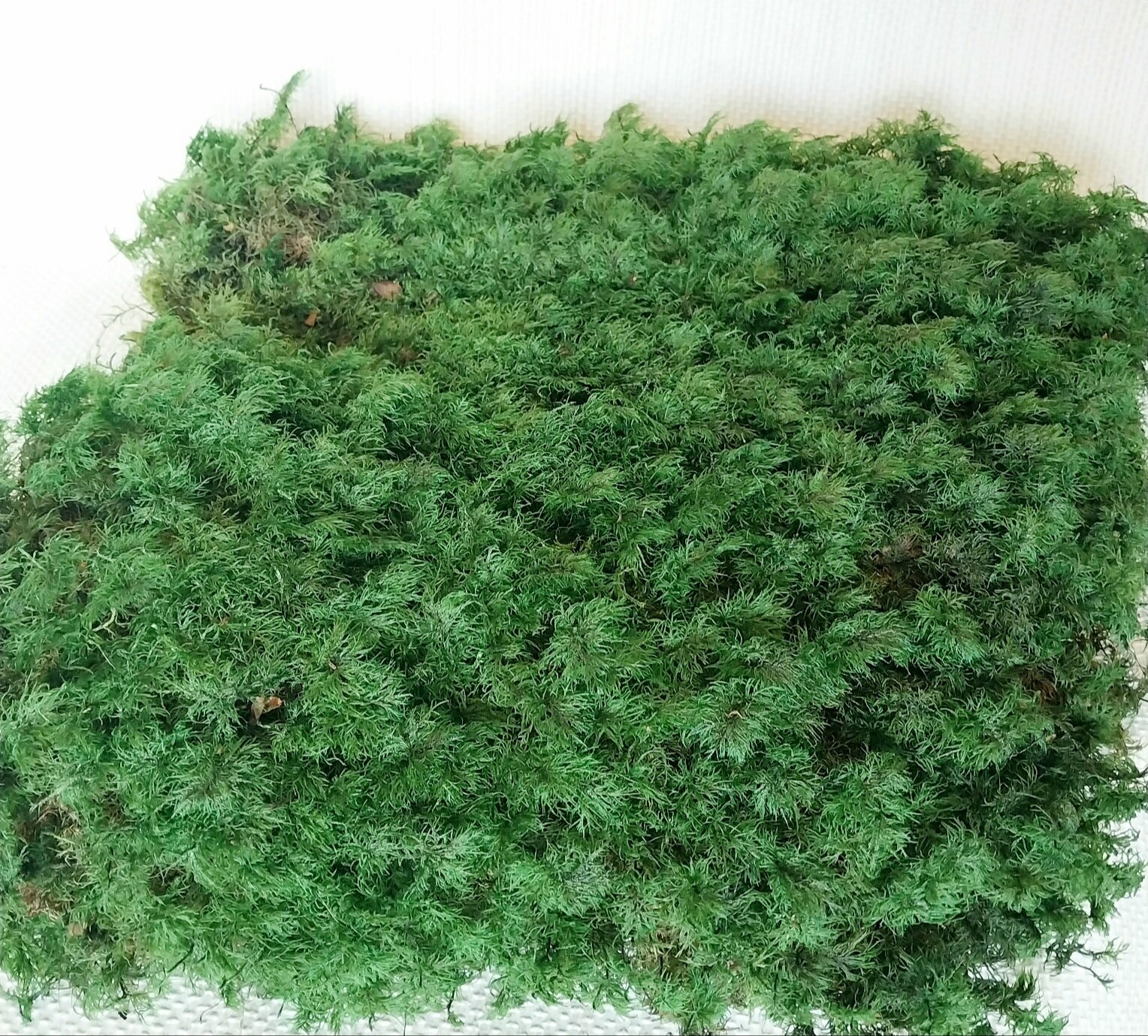 Стабилизированный папоротниковый мох пластами Зеленого цвета, 500 гр.