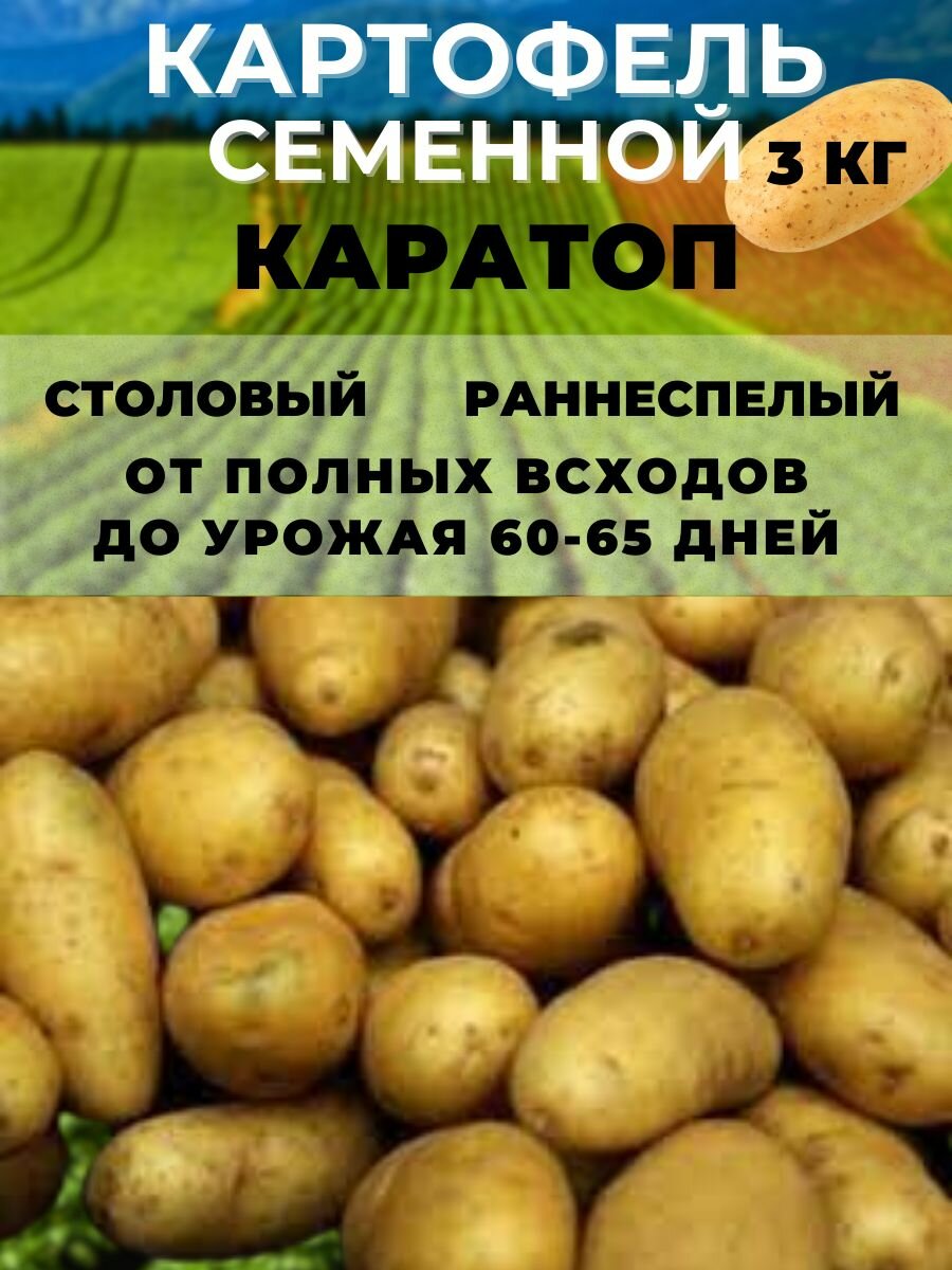 Картофель семенной