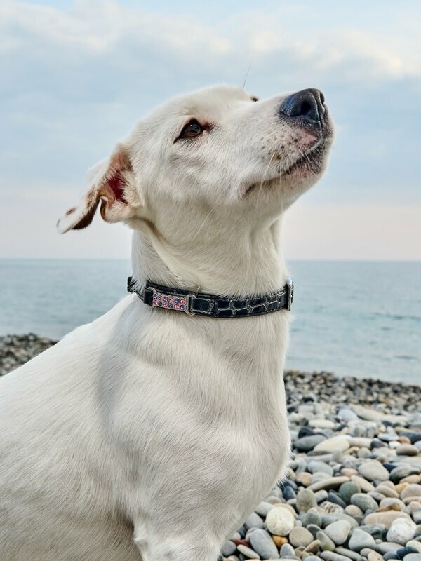 Ошейник для собак Japan Premium Pet из полированной натуральной кожи . Размер SМ. Черный