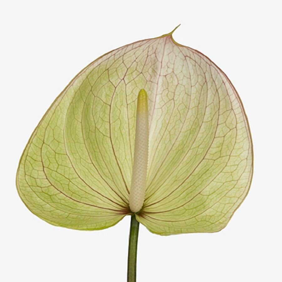 Антуриум Корниш, Anthurium Corniche, семена