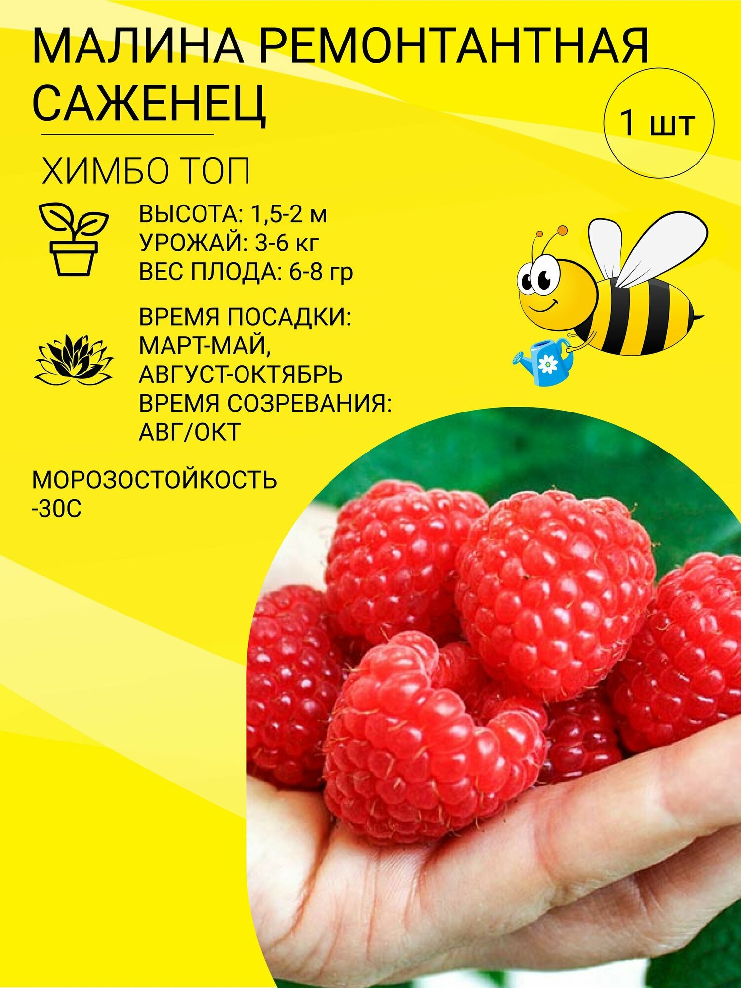 Саженцы малины крупноплодной, ремонтантной, морозостойкой, высокоурожайной, Химбо Топ 1шт.