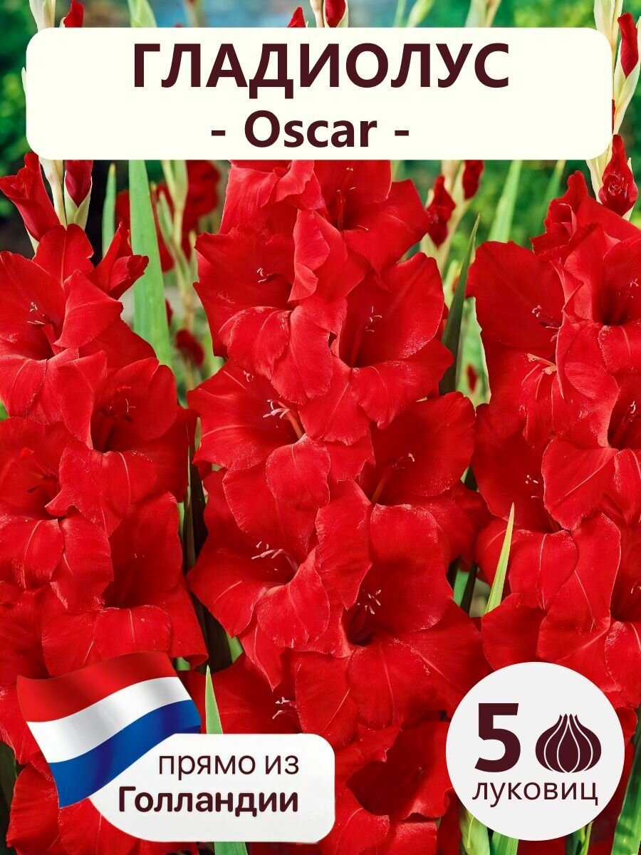 Гладиолусы луковицы крупноцветковые Оскар (Oscar), 5 шт