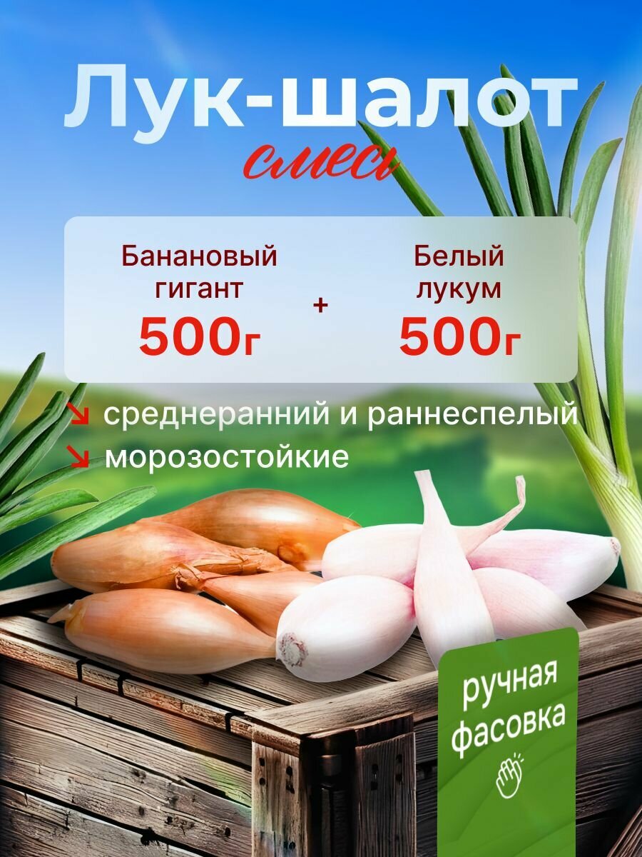 Лук севок шалот "Банановый Гигант + Белый Лукум" смесь из двух сортов (1 кг)