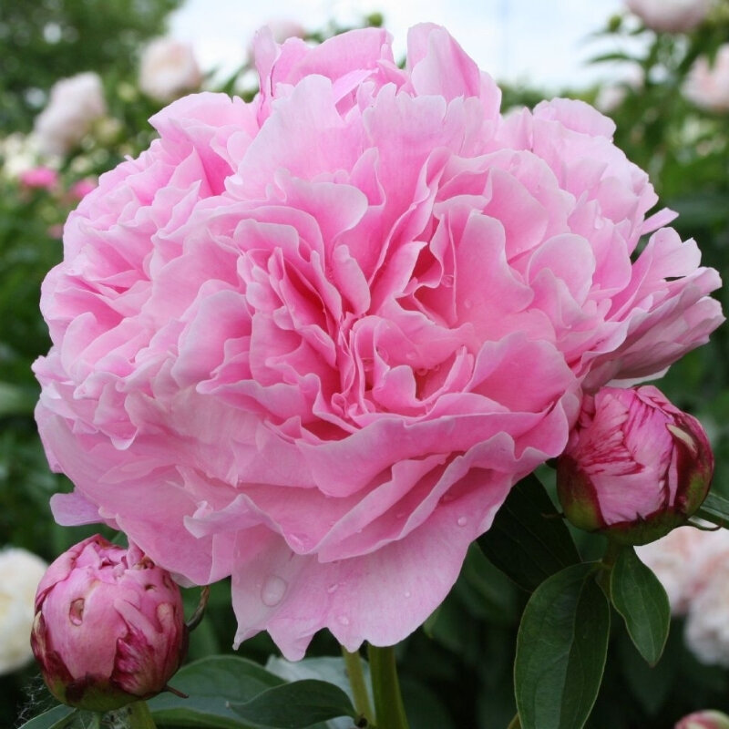 Пион Мисс Экхарт (1 корневище в пакете с торфом), Нидерланды