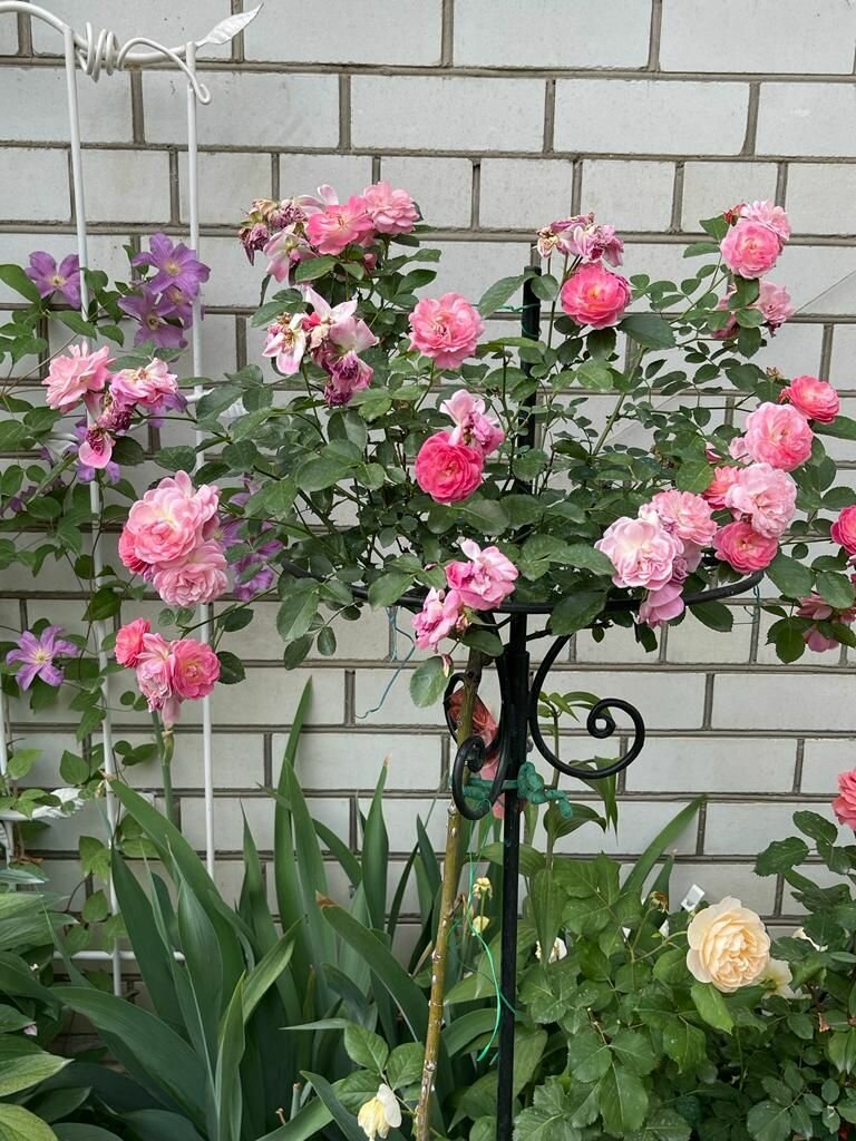 Опора под небольшие штамбовые растения с одним кольцом .