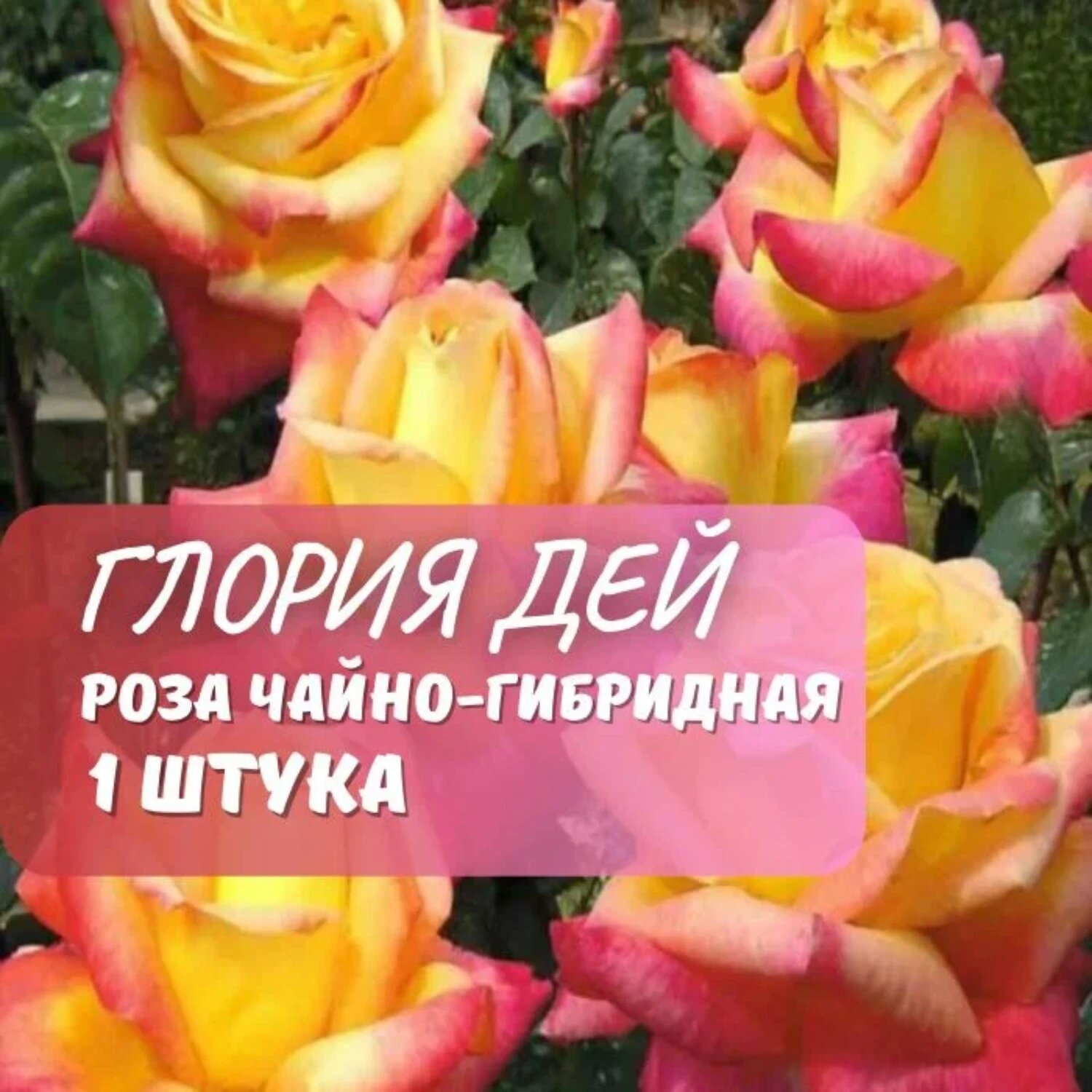 Роза Глория Дей, 1 саж , чайно-гибридный сорт, высота 50см, золотистая, розовая, белая