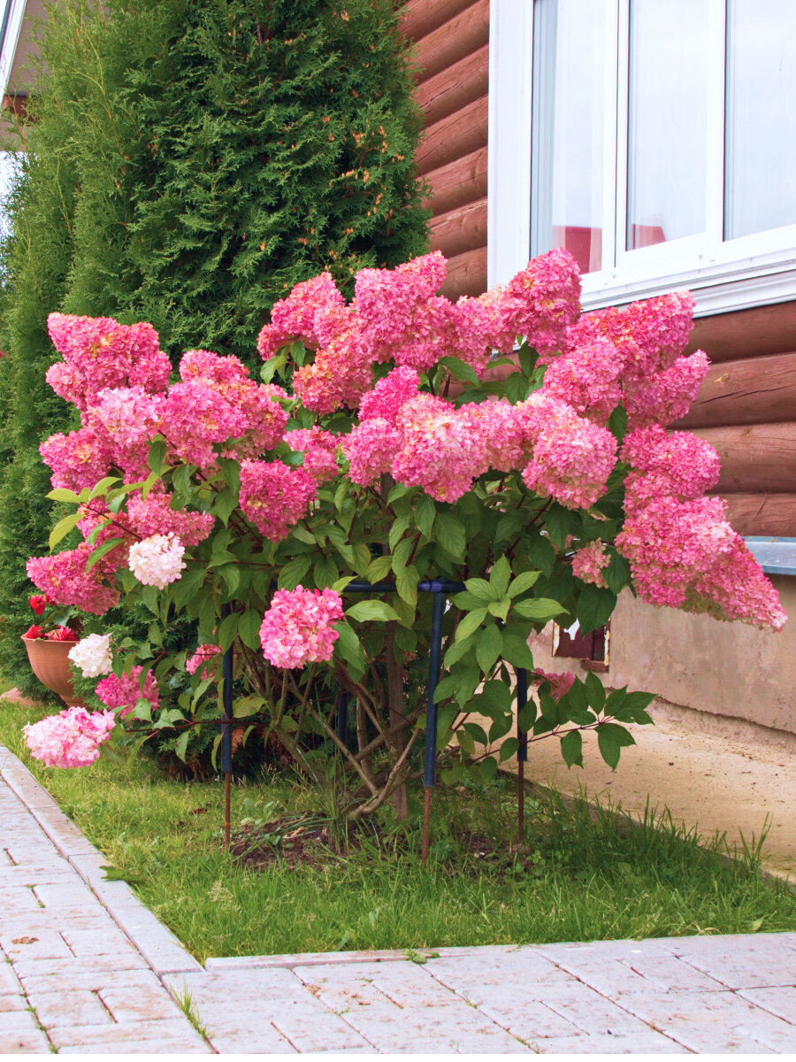 Гортензия метельчатая Ванилла Фрейз (Hydrangea paniculata Vanilla Fraise)