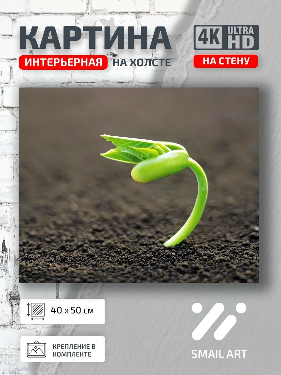 Картина на холсте интерьерная 40 на 50 на стену Baby plant для офиса атмосфера