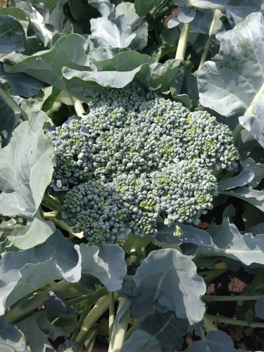 Семена капусты брокколи Тонус - 0,3 г. Раннеспелый сорт со способностью к быстрому отрастанию головок