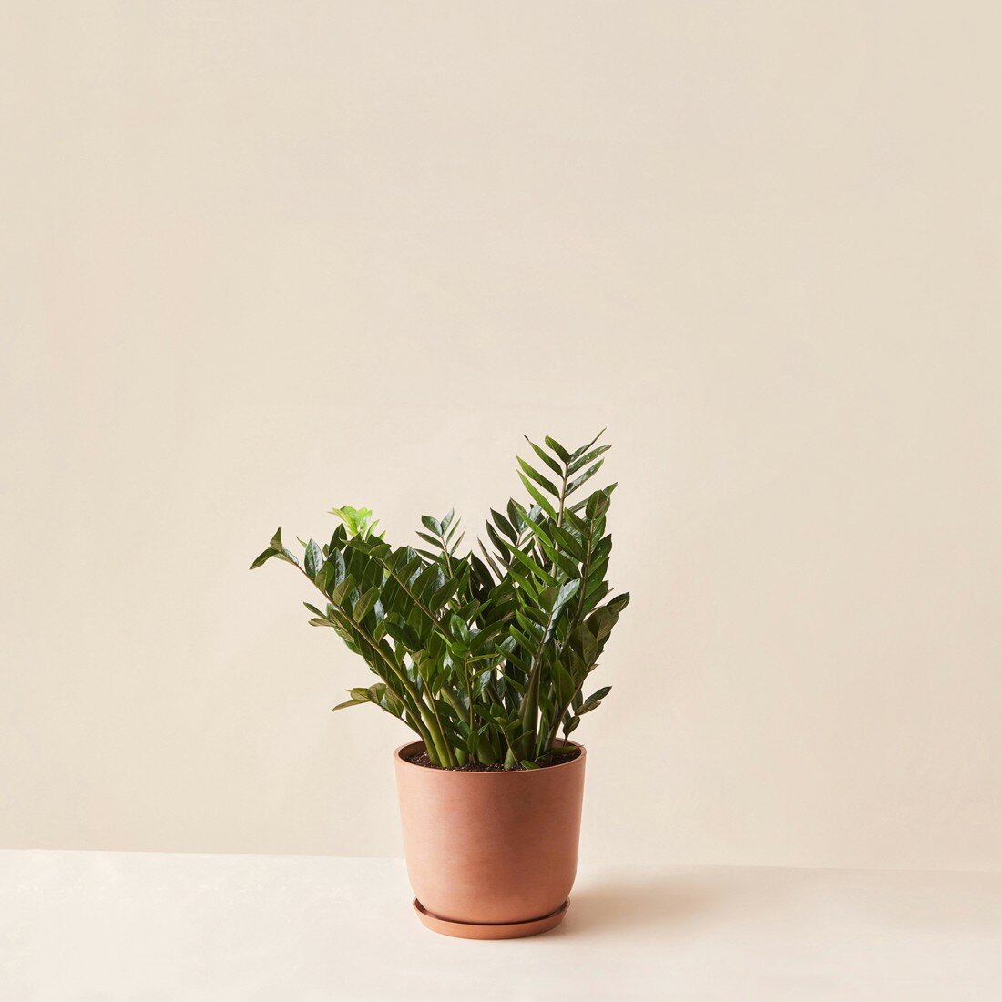 Замиокулькас d30