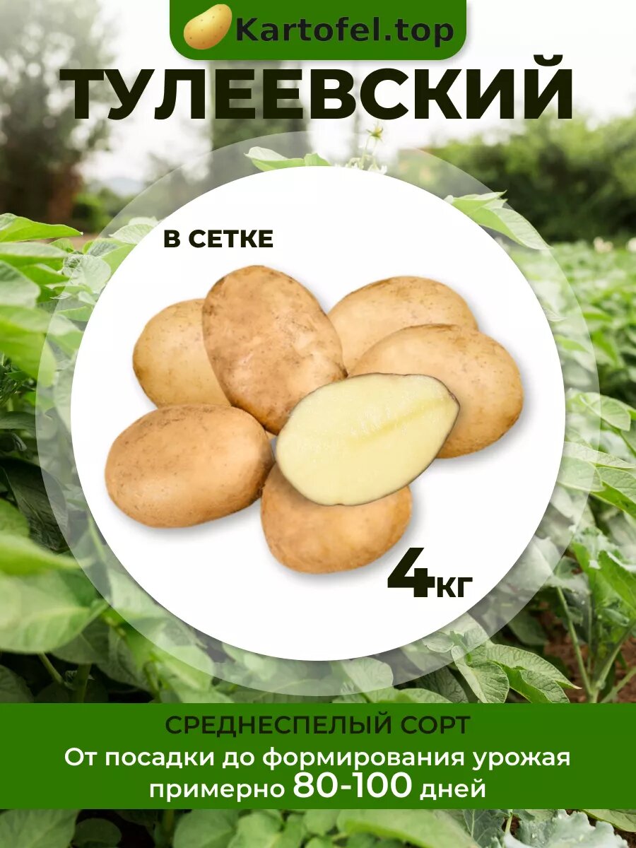 Картофель семенной Тулеевский 4 кг