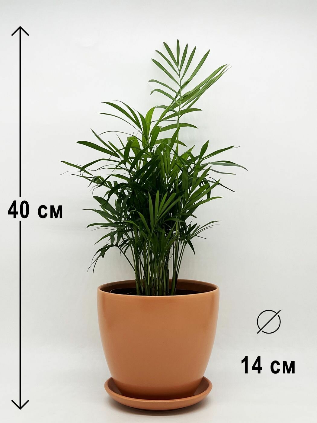 Хамедорея Элеганс в керамическом персиковом горшке с поддоном, высота композиции 35-40см