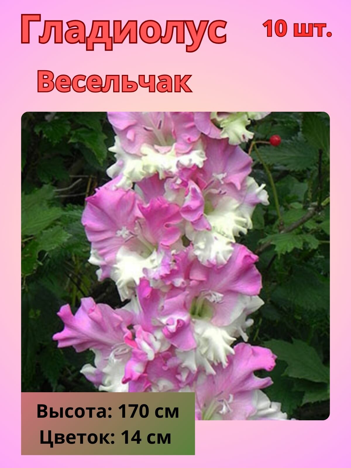 Гладиолус крупноцветковый, луковицы Гладиолуса 10 шт