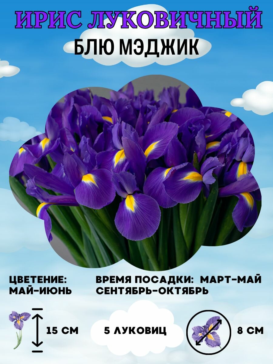 Ирис луковичный 5шт.