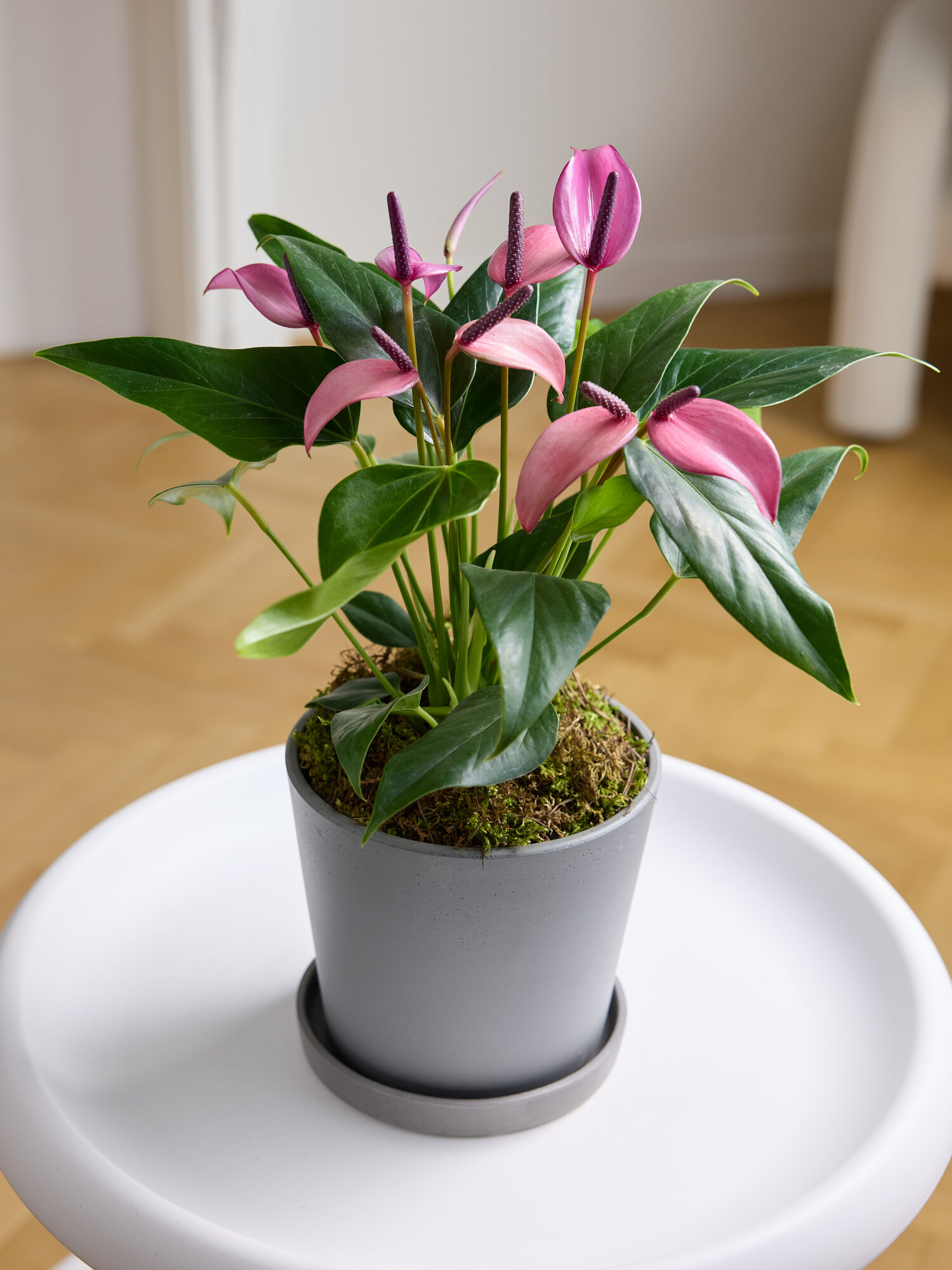 Комнатное растение антуриум зизоу в бетонном горшке h 30 см, d 17 см