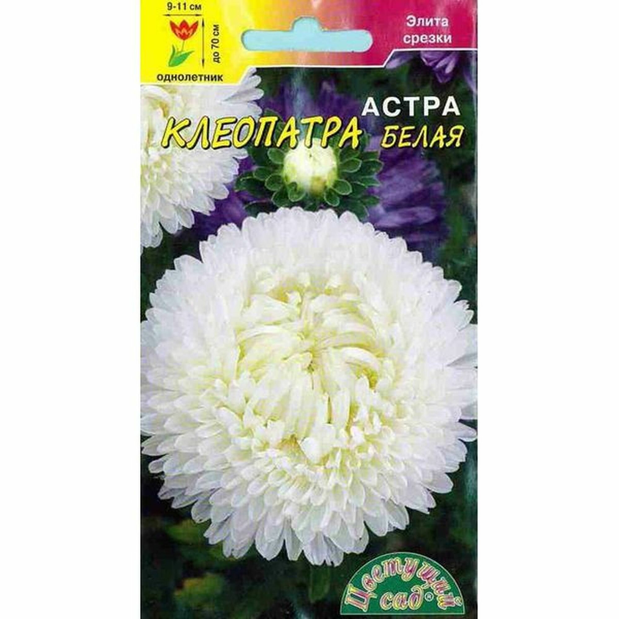 Семена Астра Клеопатра белая, однолетник, Цветущий Сад, 1 пачка - 0.2г семян