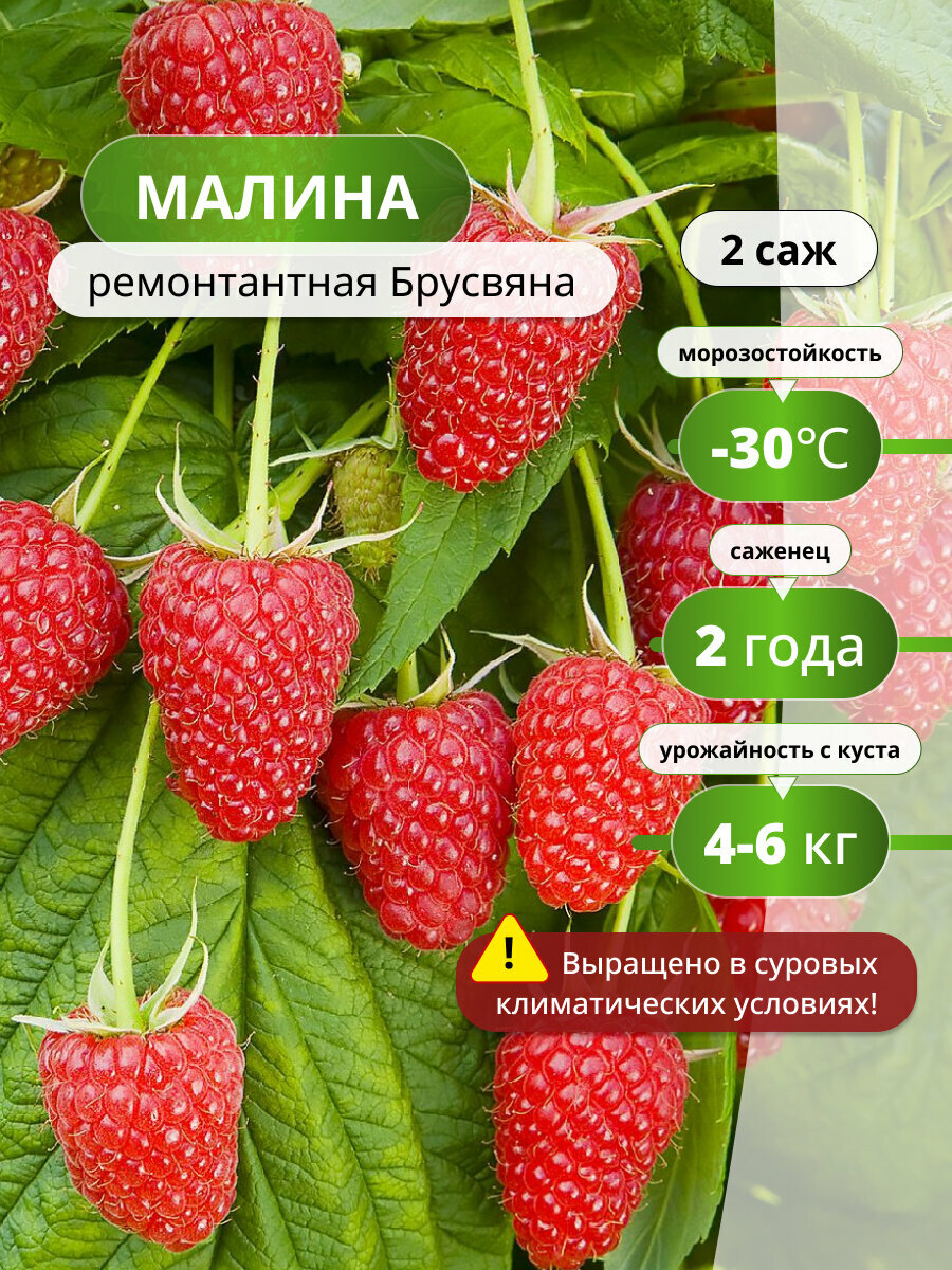Малина ремонтантная "Брусвяна" 1 шт / высокоурожайный, морозостойкий сорт