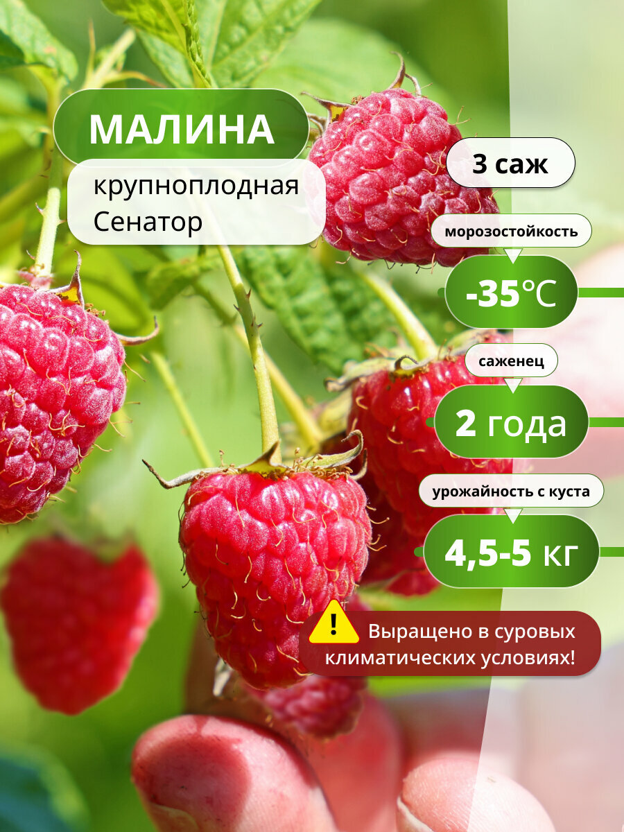 Малина крупноплодная Сенатор 3 шт / среднеспелый, морозостойкий сорт
