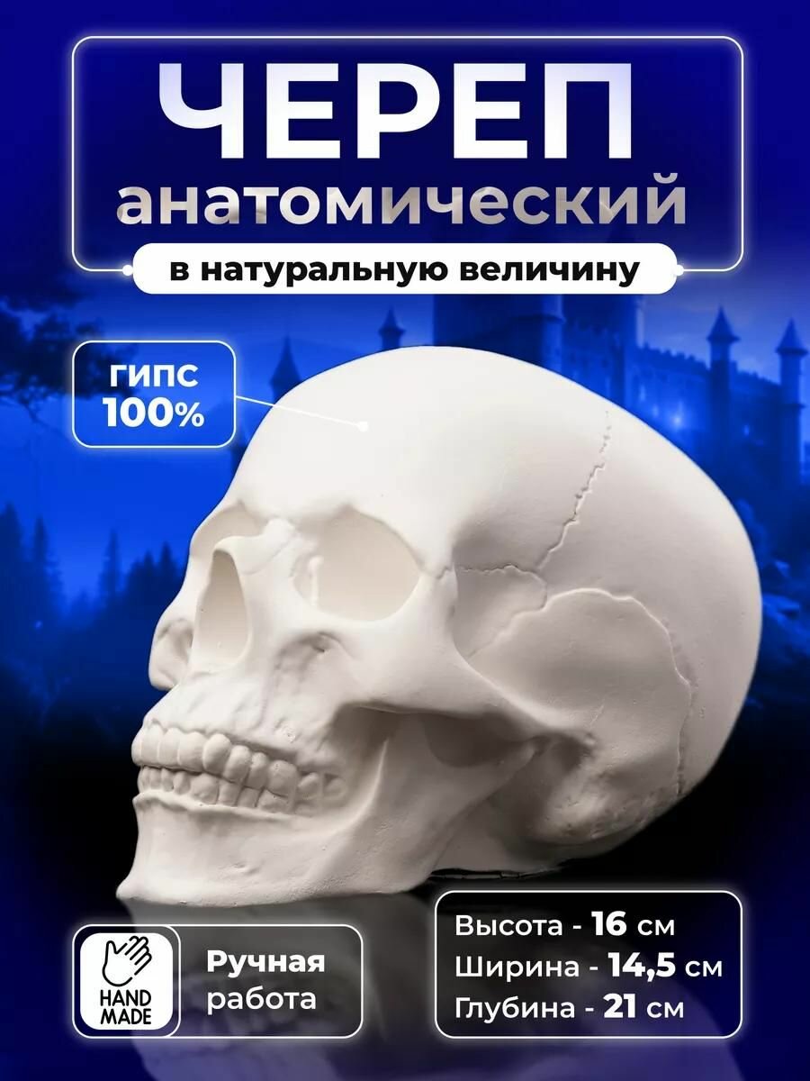 Череп анатомический из гипса