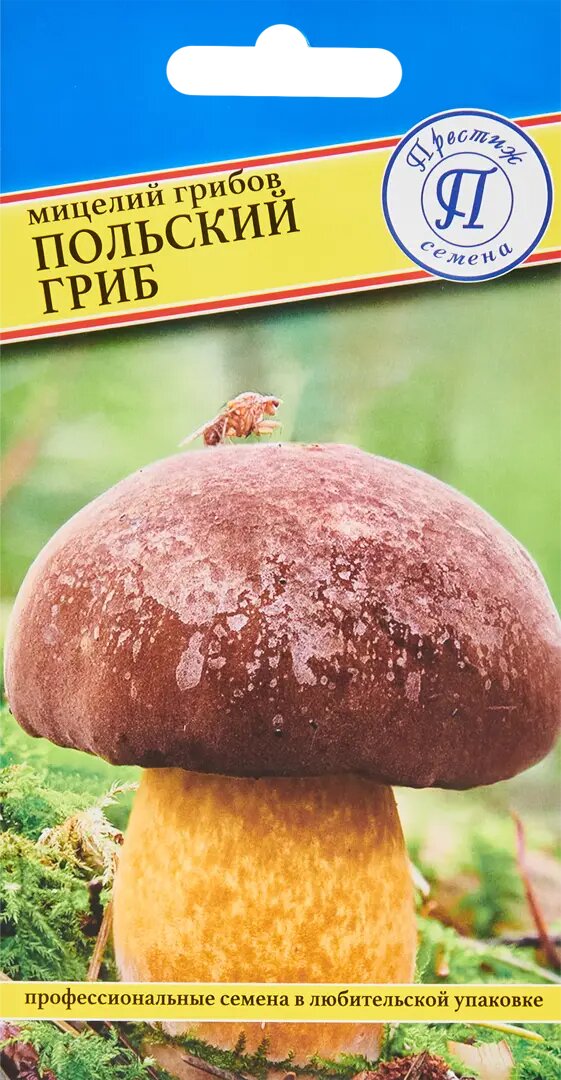 Мицелий грибов гриб Польский