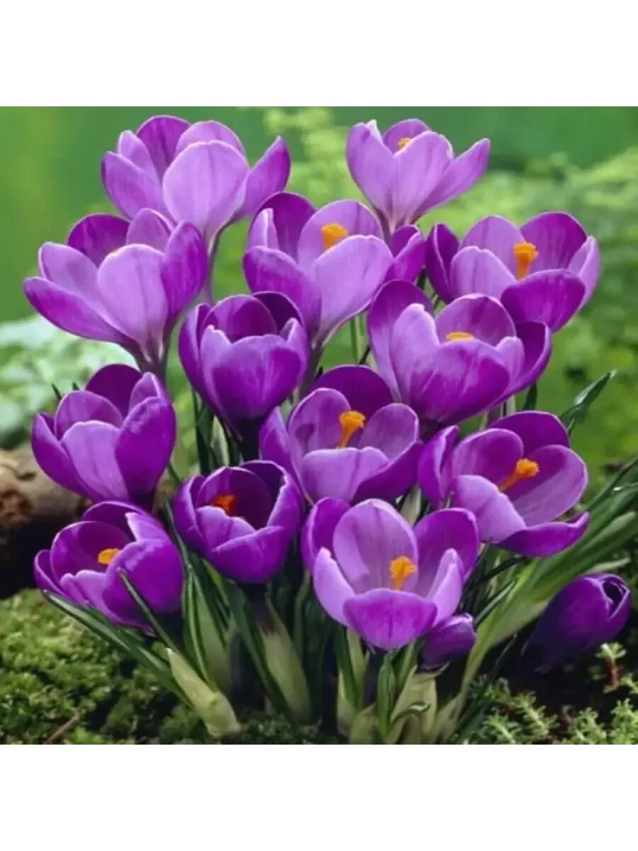 Крокус крупноцветковый Ремембранс, 7 луковиц