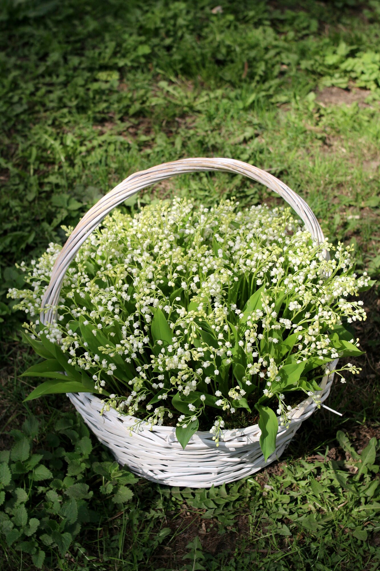 251 ландыш в корзине "Аромат Весны"