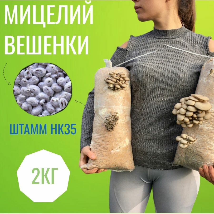 Мицелий грибов вешенки зерновой (штамм НК35) - 2 кг.