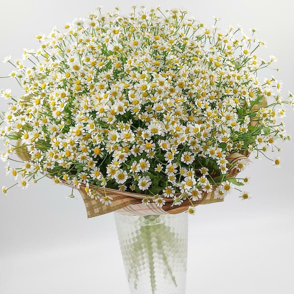 Букет из ромашек 25 шт