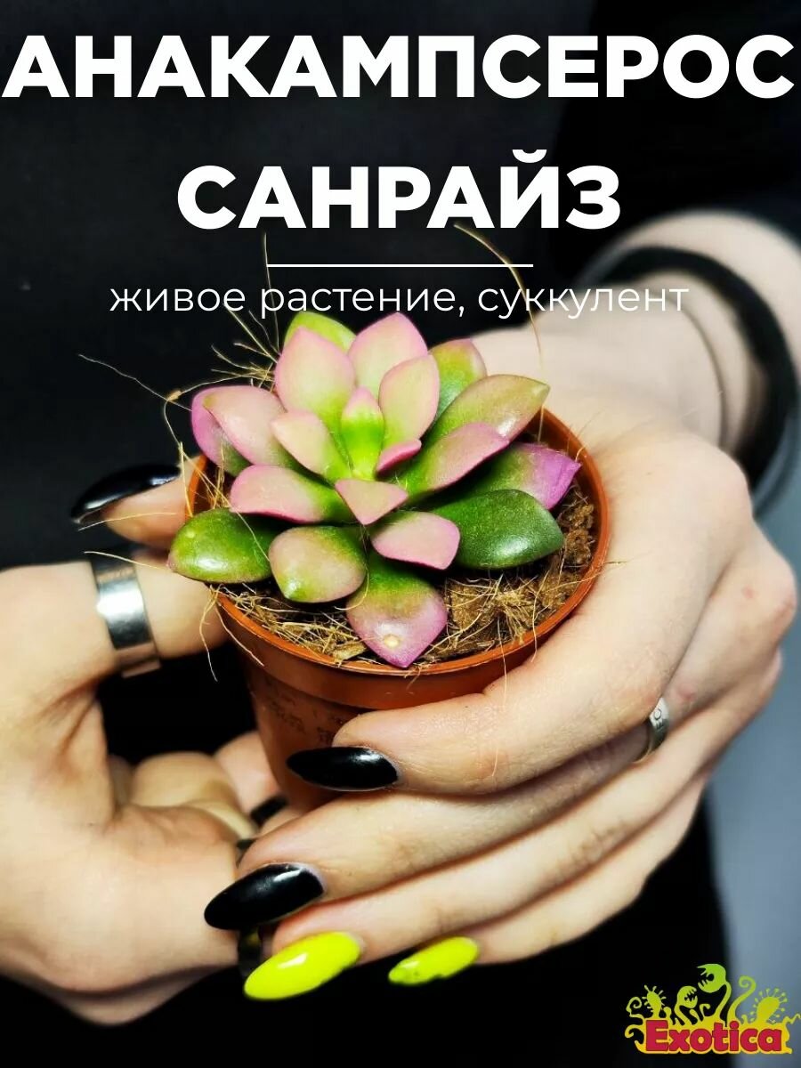 Анакампсерос Санрайз Одиночный (Anacampseros Sunrise) D5см, домашний цветок