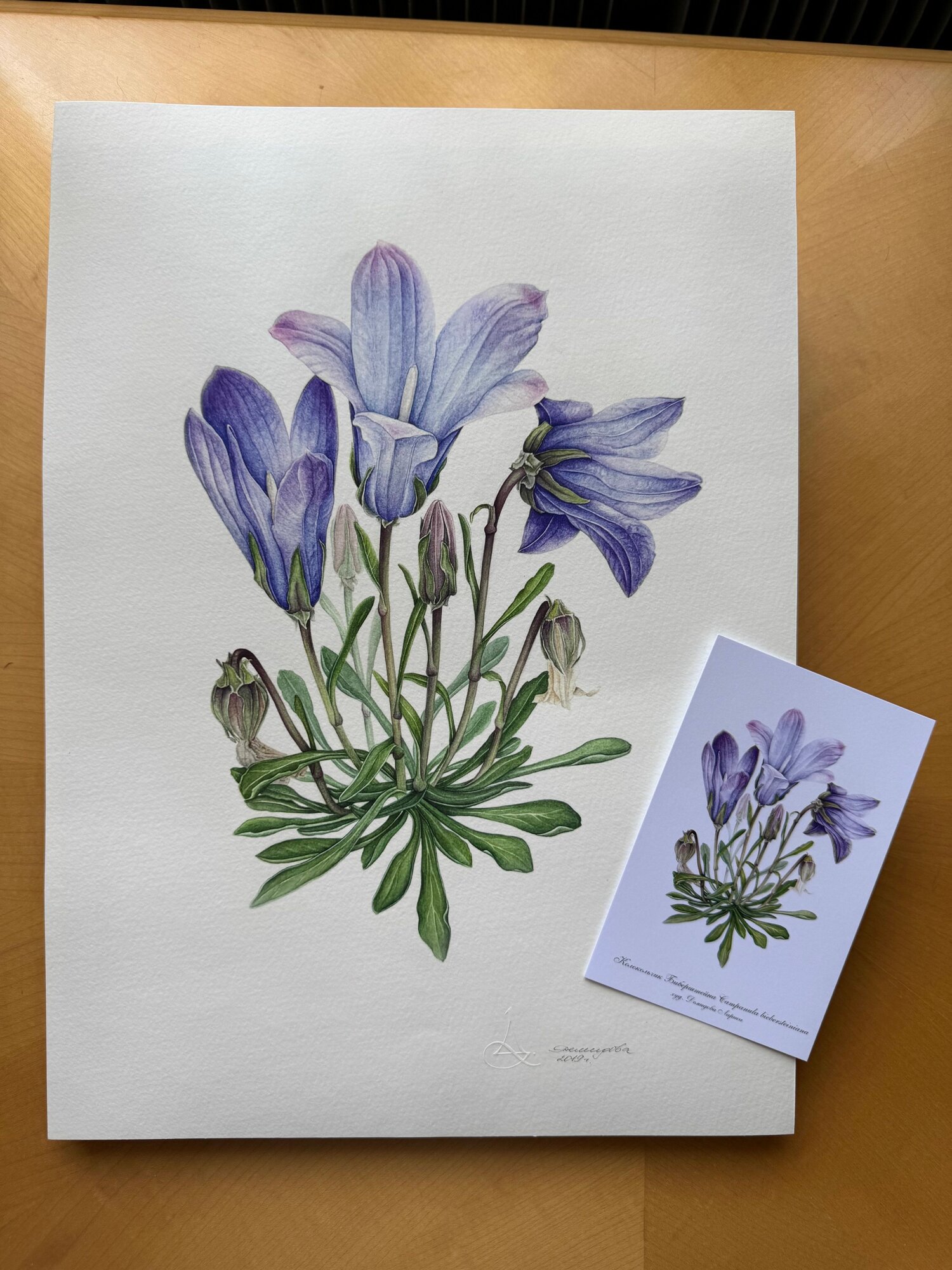 Принт акварельной работы Колокольчик Биберштейна