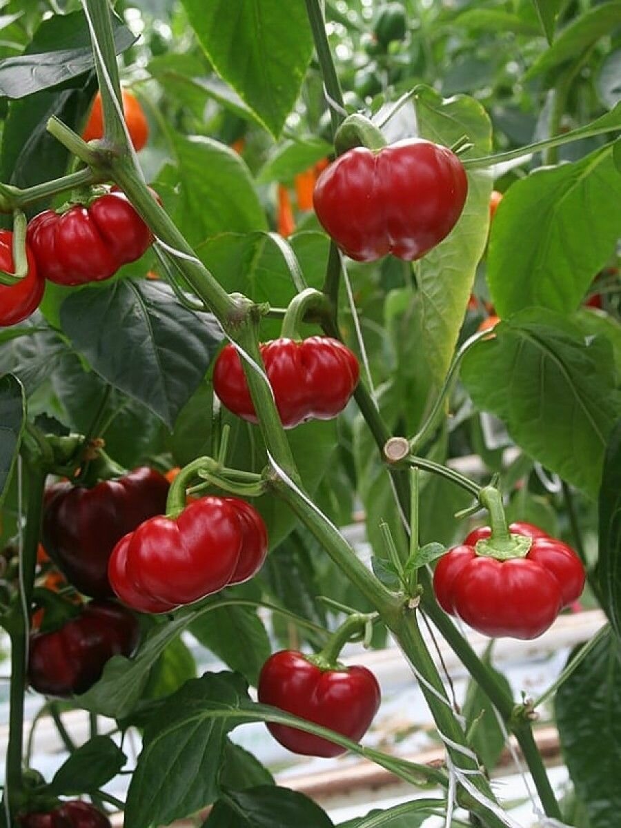Семена Острый перец Aji brazilian pumpkin red, 5 штук
