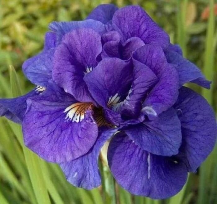 Ирис сибирский Каблуи луковицы, клубни, корни цветов