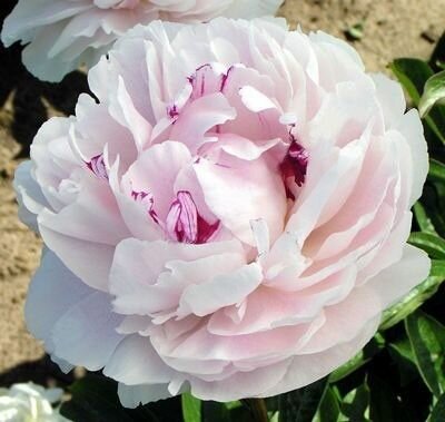 Пион Candy Heart 1 шт.