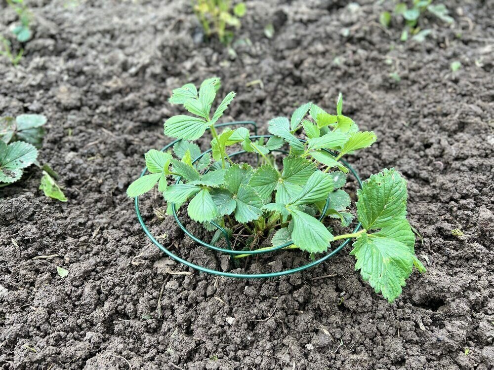 Опора-держатель для клубники металлический Спираль D-25 см
