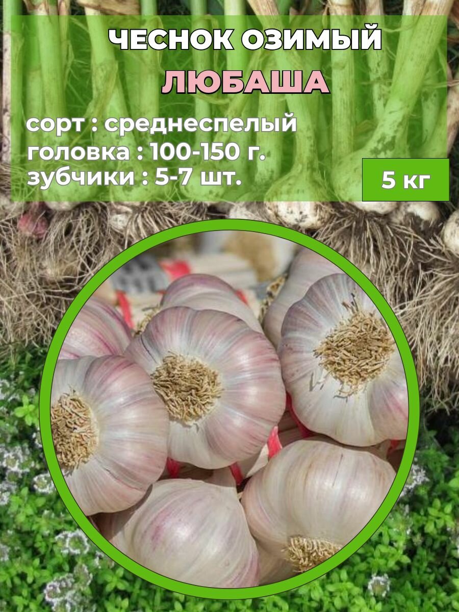 Чеснок озимый на посадку, 5кг.