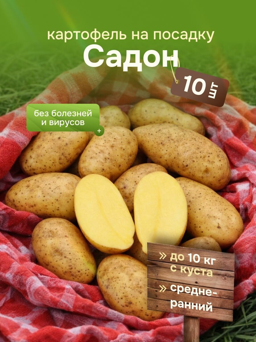 Семенной картофель на посадку Садон 10 шт (среднеранний)