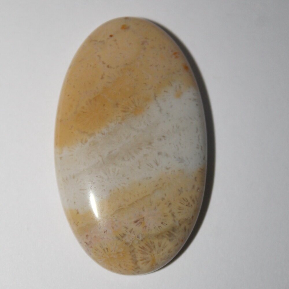 Коллекционный кабошон Коралл, 40х23х4 мм, Индонезия, "True Stones"