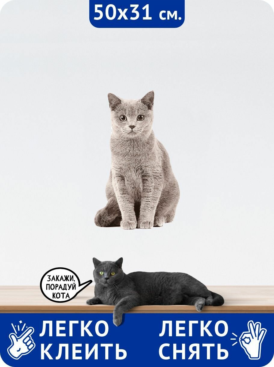 Наклейки на стену для декора - Милые животные, котик