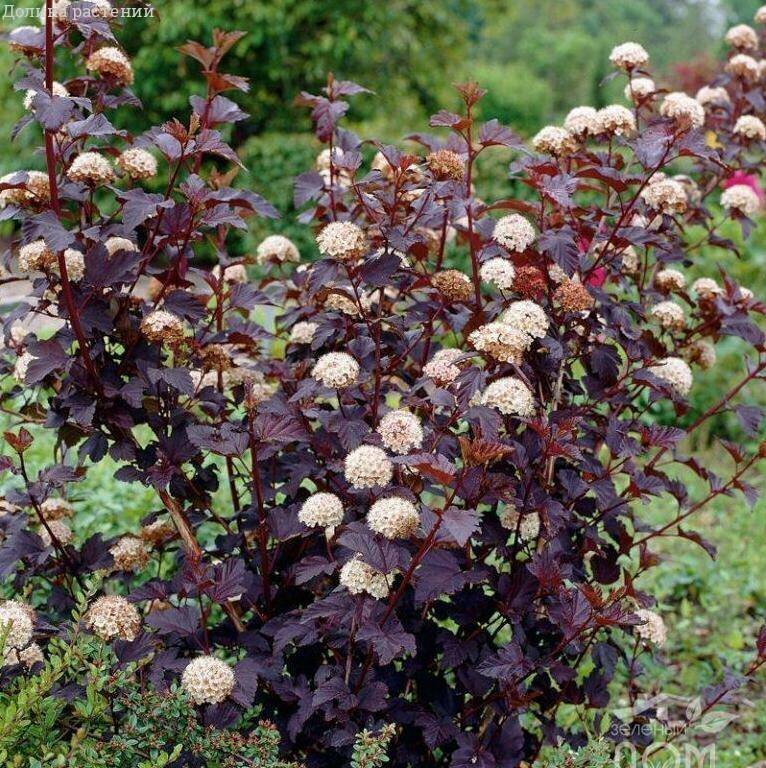 Пузыреплодник калинолистный Ред Барон (1 саженец в горшке Р9), Нидерланды