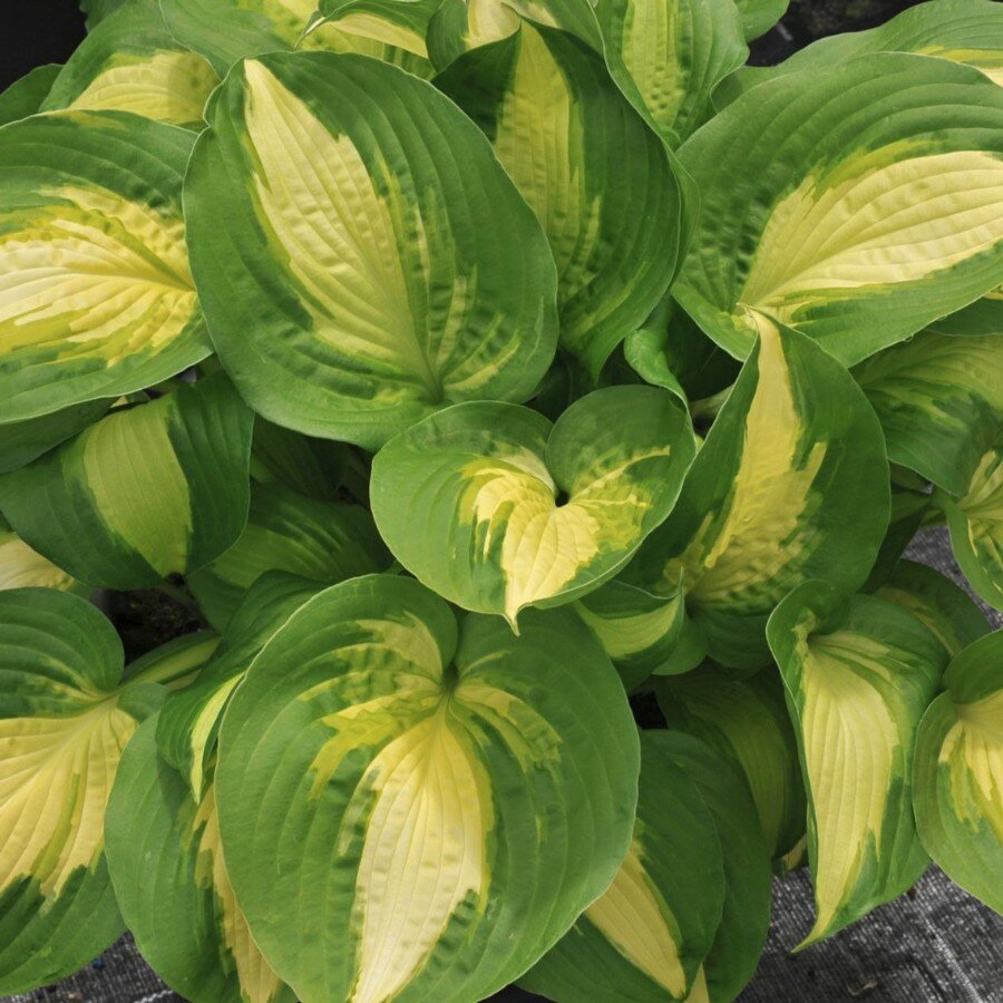 Хоста Саммер Мьюзик (1 корневище в горшке р9), Нидерланды