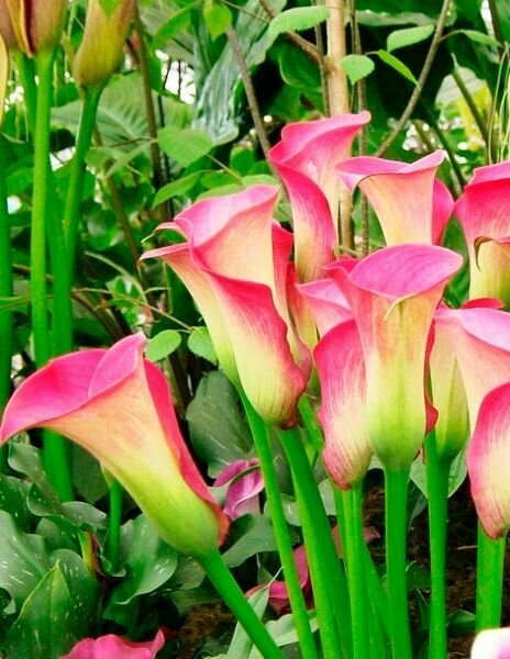 Калла Гарнет Глоу 1шт