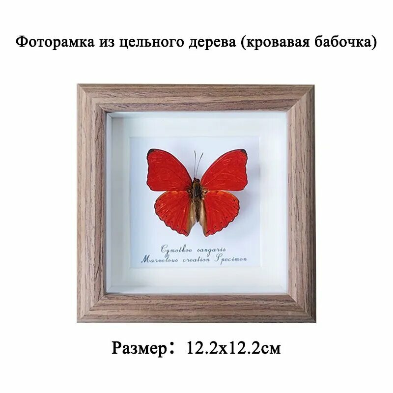 Бабочка в рамке — фото 1